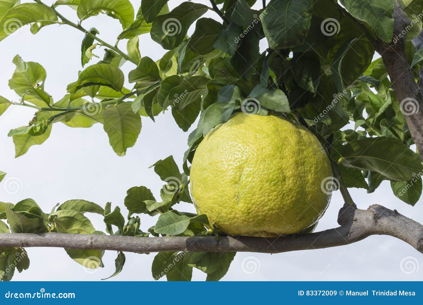 Giant lemon stock image. Image of color, juicy, citrus - 83372009