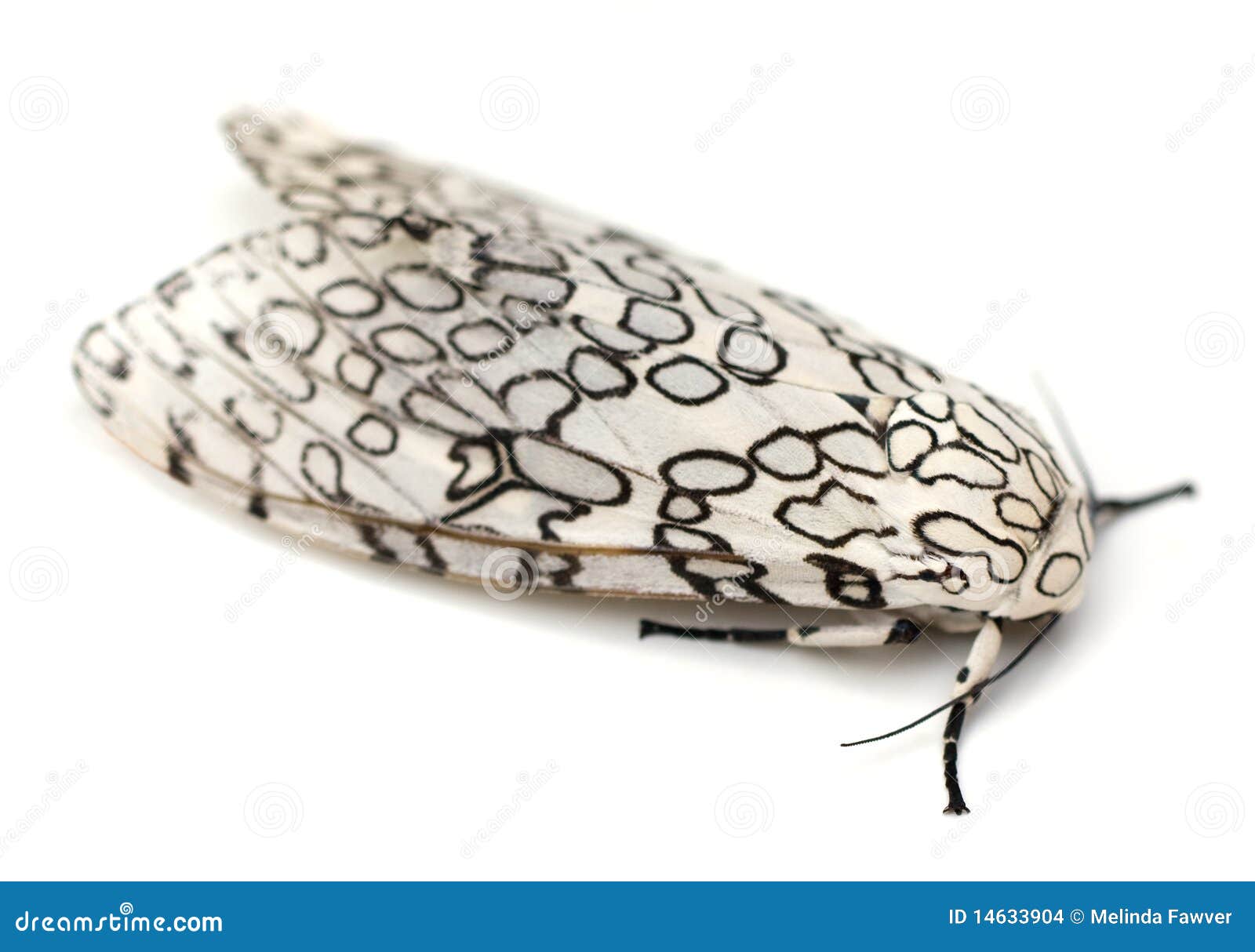 Giant Leopard Moth Caterpillar Stock Photo | CartoonDealer.com #193062390