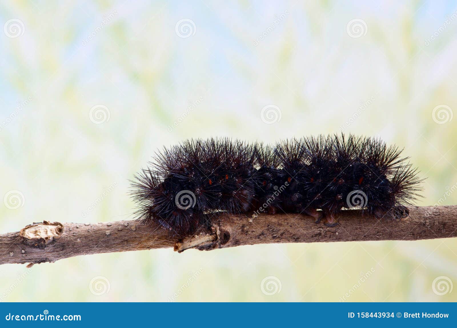 Giant Leopard Moth Caterpillar on a Twig. Stock Photo - Image of ...