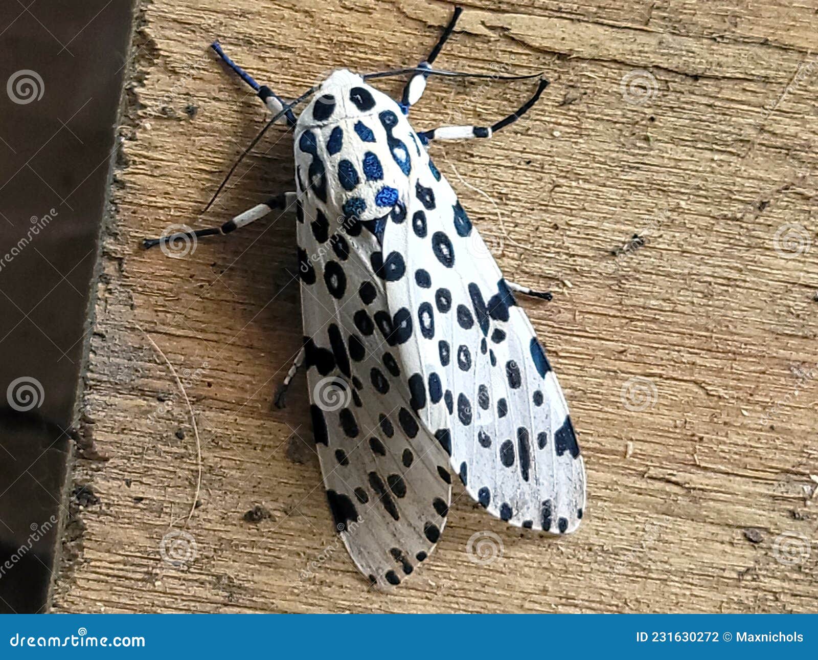 Giant Leopard Moth Closeup Macro Stock Photo - Image of natural ...