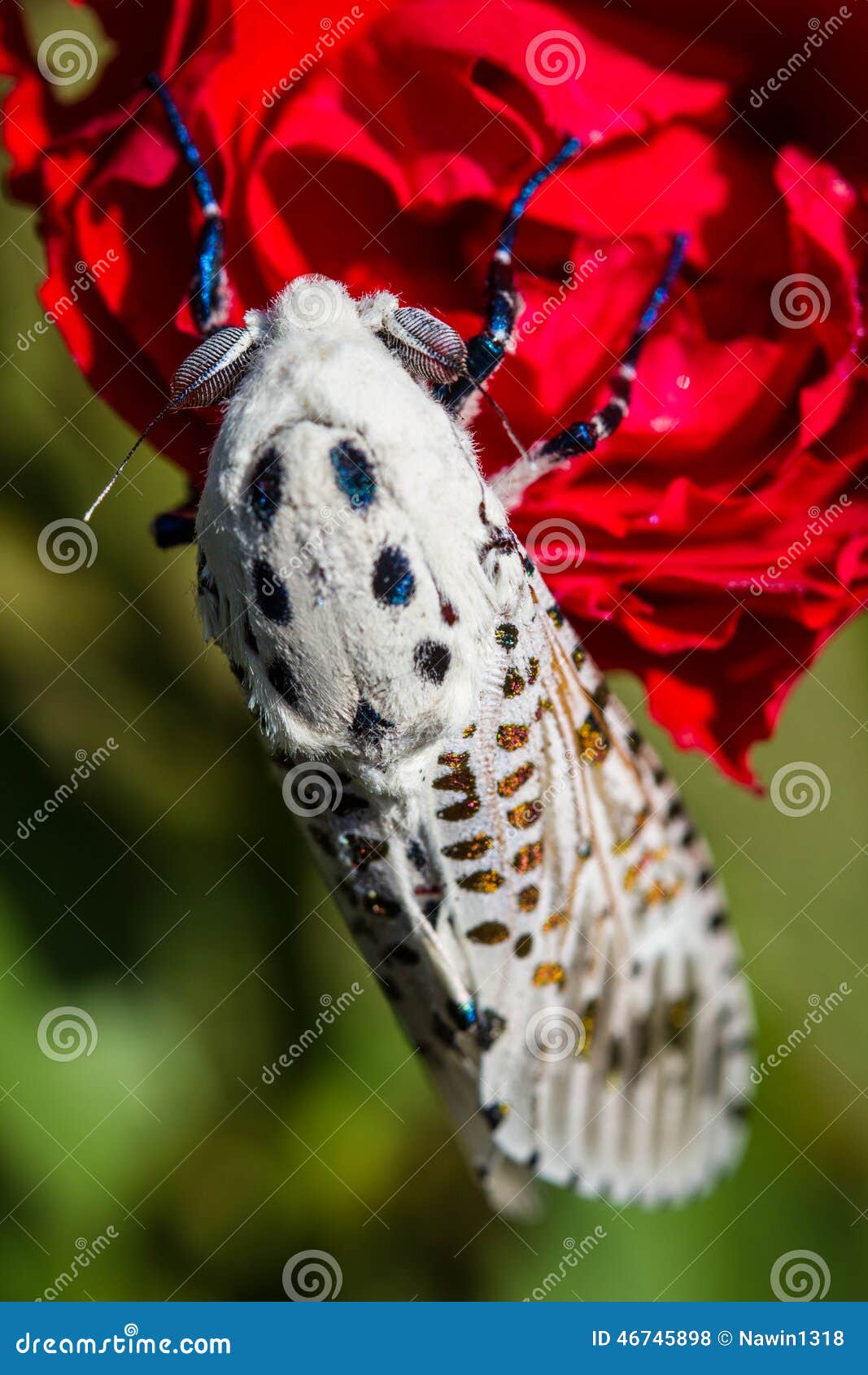 Giant Leopard Moth (Hypercompe Scribonia) Stock Photo - Image of ...