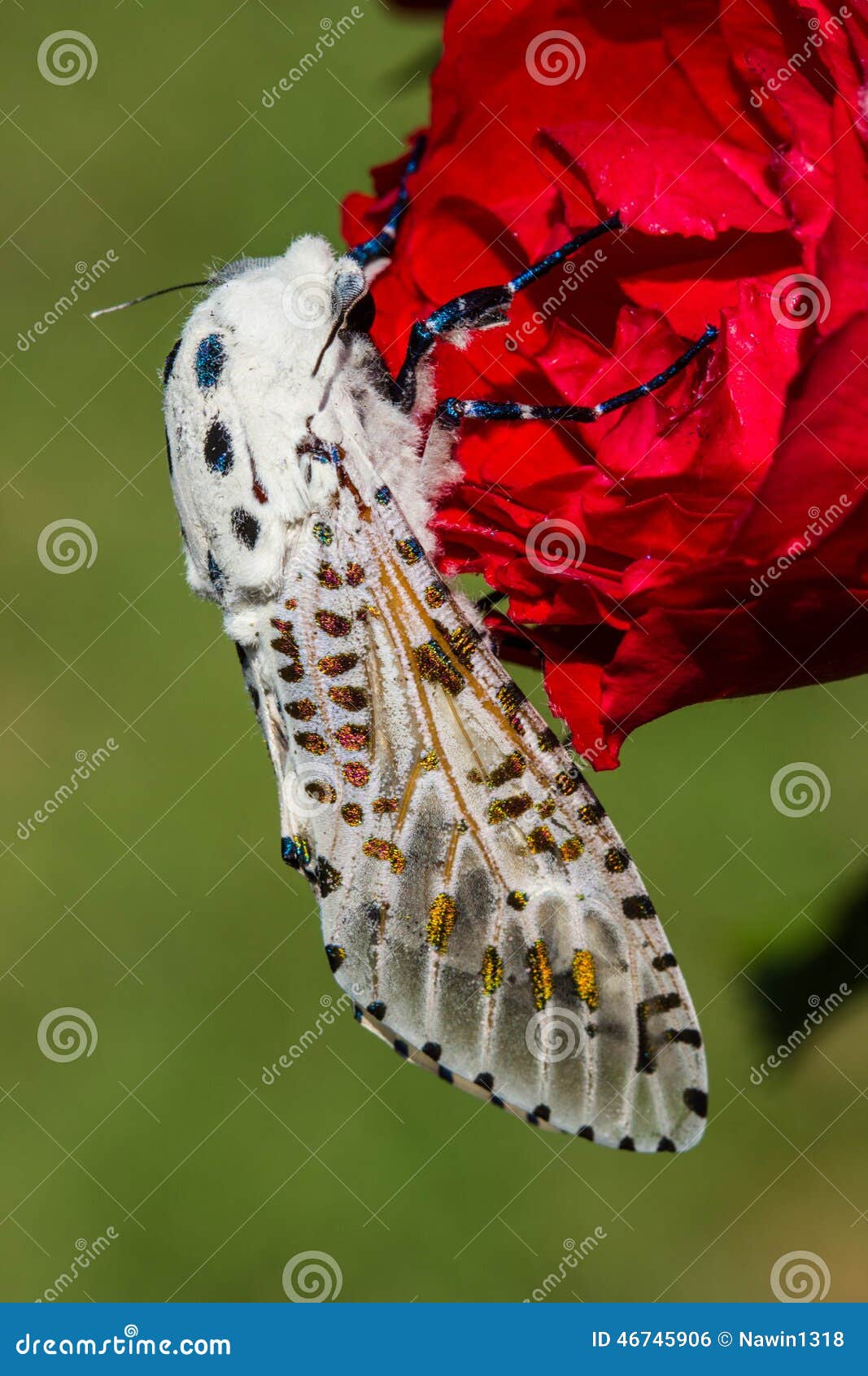 Giant Leopard Moth (Hypercompe Scribonia) Stock Photo - Image of giant ...