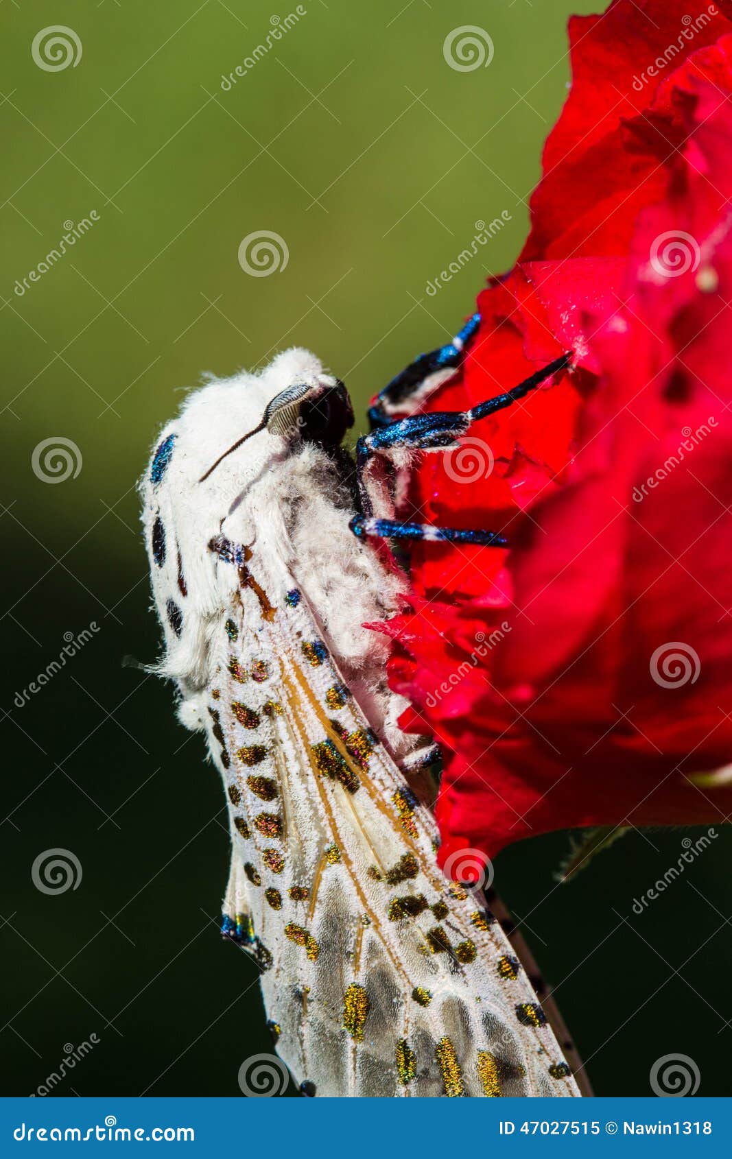 Giant Leopard Moth (Hypercompe Scribonia) Stock Image - Image of forest ...