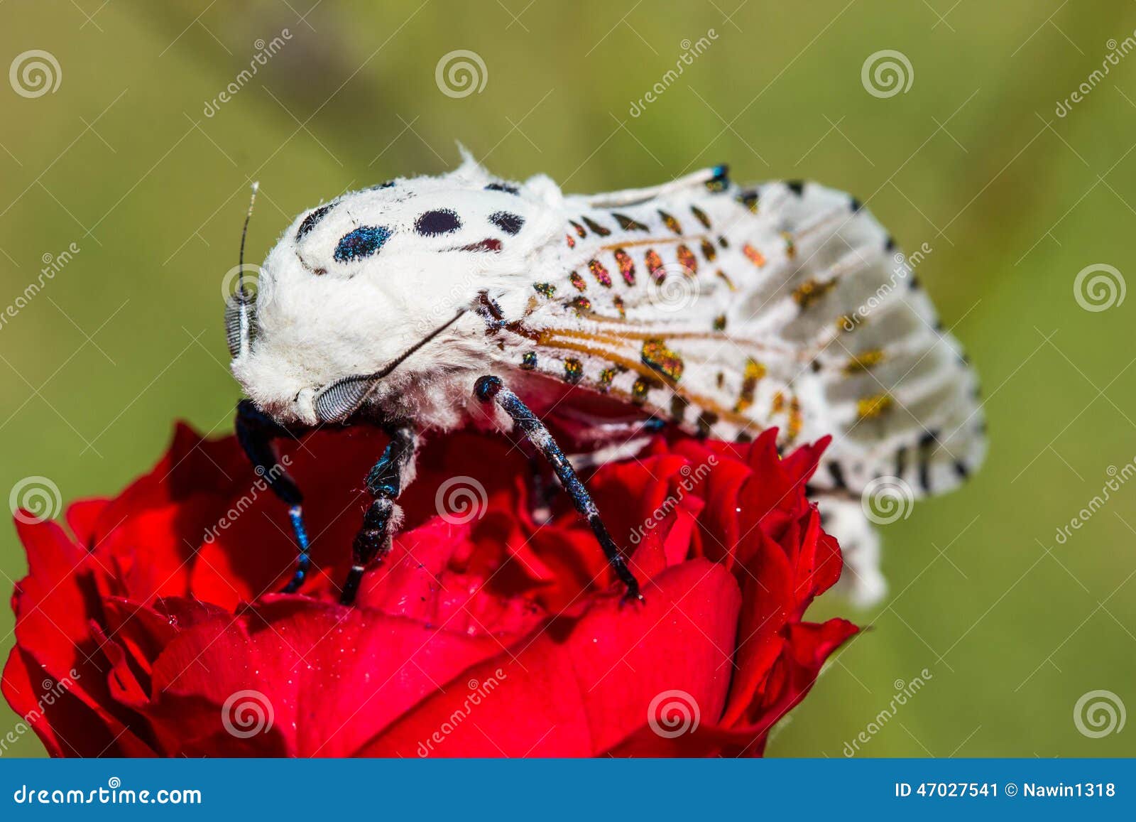 Giant Leopard Moth (Hypercompe Scribonia) Stock Image - Image of large ...