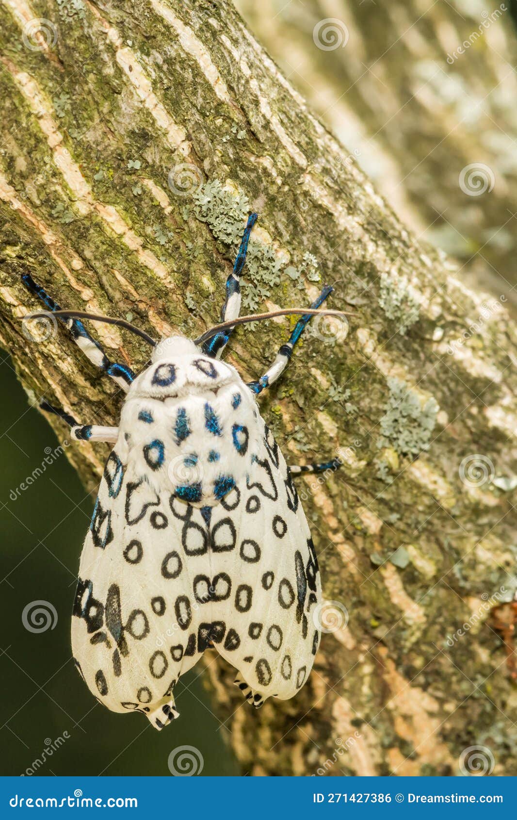 Giant Leopard Moth - Hypercompe Scribonia Stock Photo - Image of nature ...