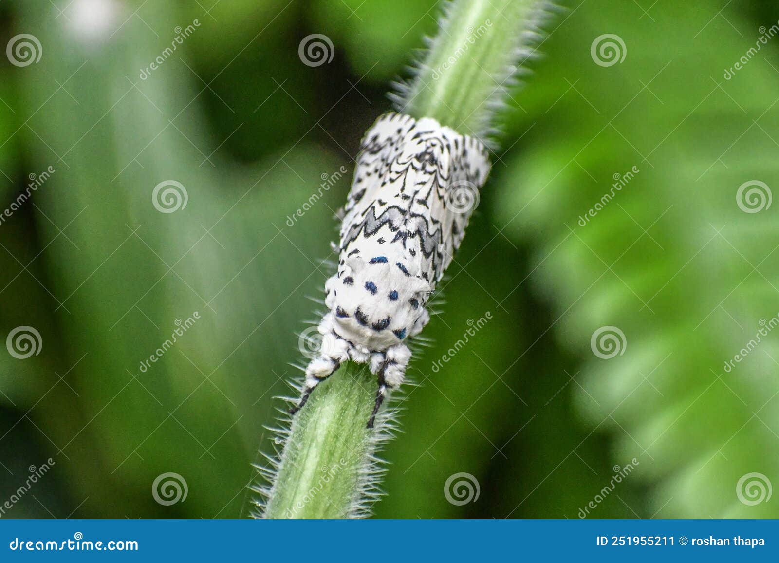 Giant Leopard Moth Insects Stock Image | CartoonDealer.com #251955211