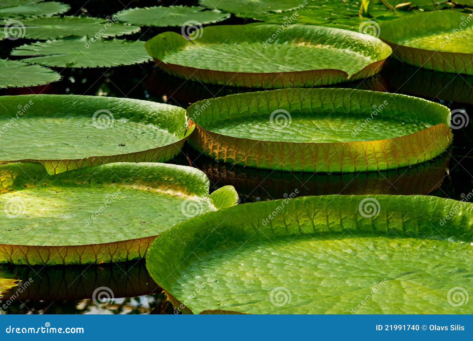 Giant Lilly Pads Stock Photos - Free & Royalty-Free Stock Photos from ...