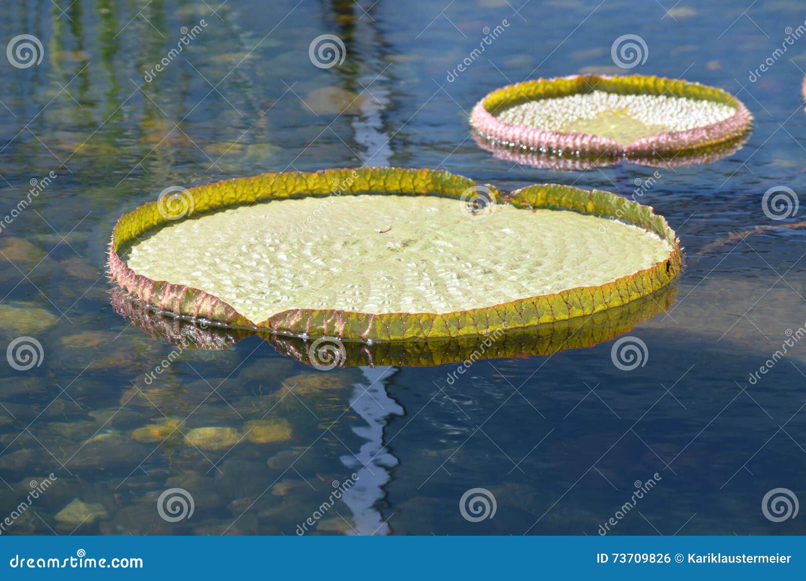 Giant Lily Pad stock photo. Image of plant, close, detail - 73709826