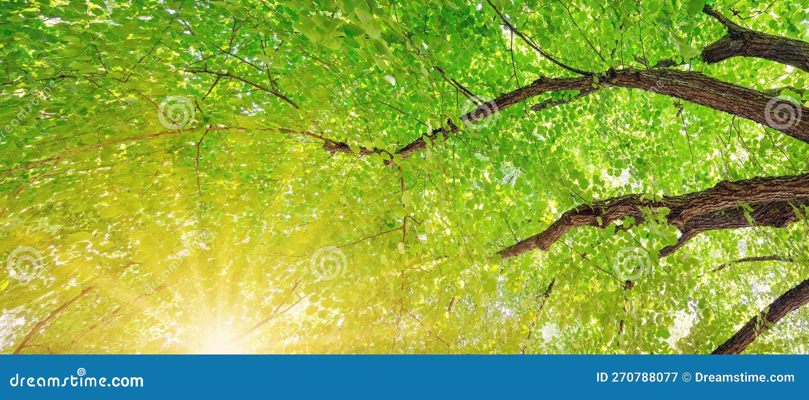 Giant Linden Tree S Branches with Fresh Young Foliage. Stock Image ...