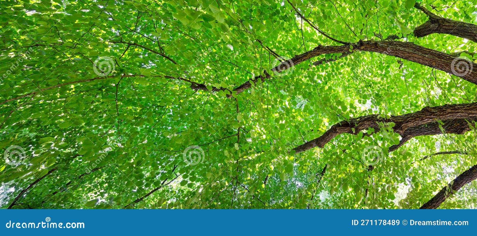 Giant Linden Tree S Branches with Fresh Young Foliage. Stock Image ...