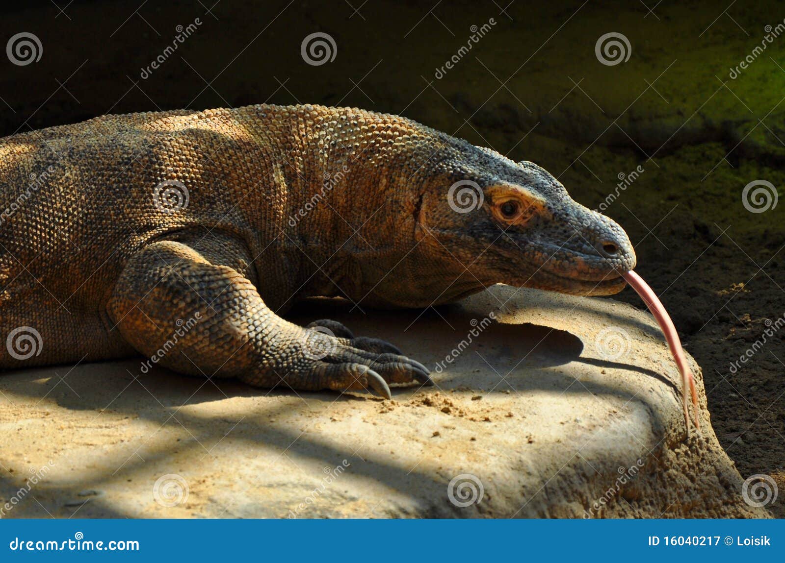 Giant lizard stock image. Image of terrarium, varanidae - 16040217