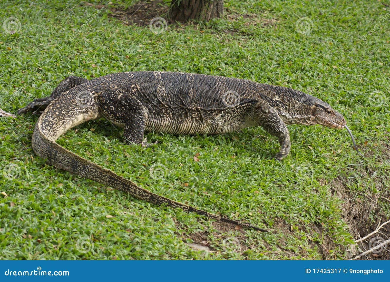 Giant lizard stock image. Image of nature, advantage - 17425317