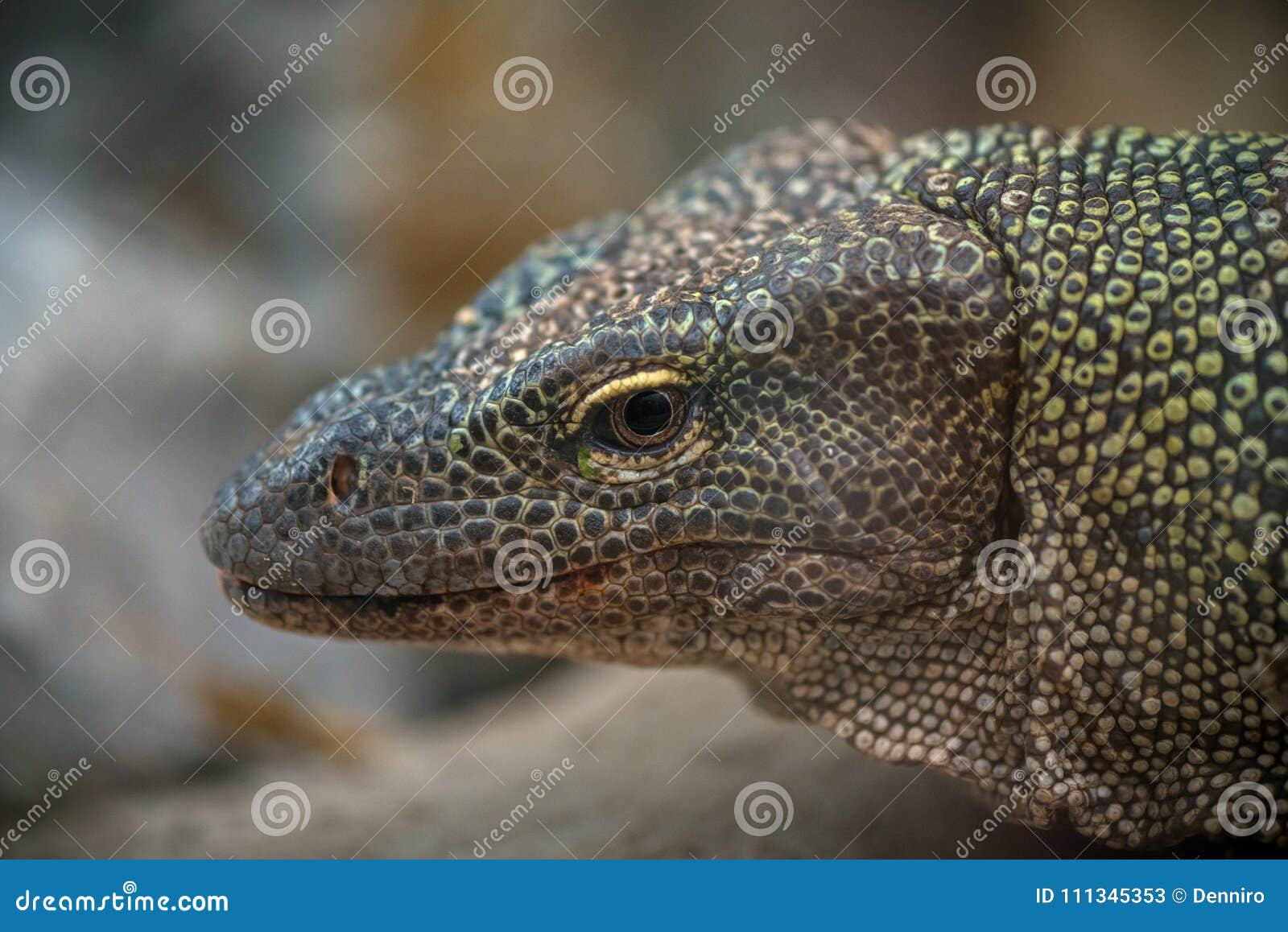 Giant lizard stock image. Image of depth, park, komodo - 111345353