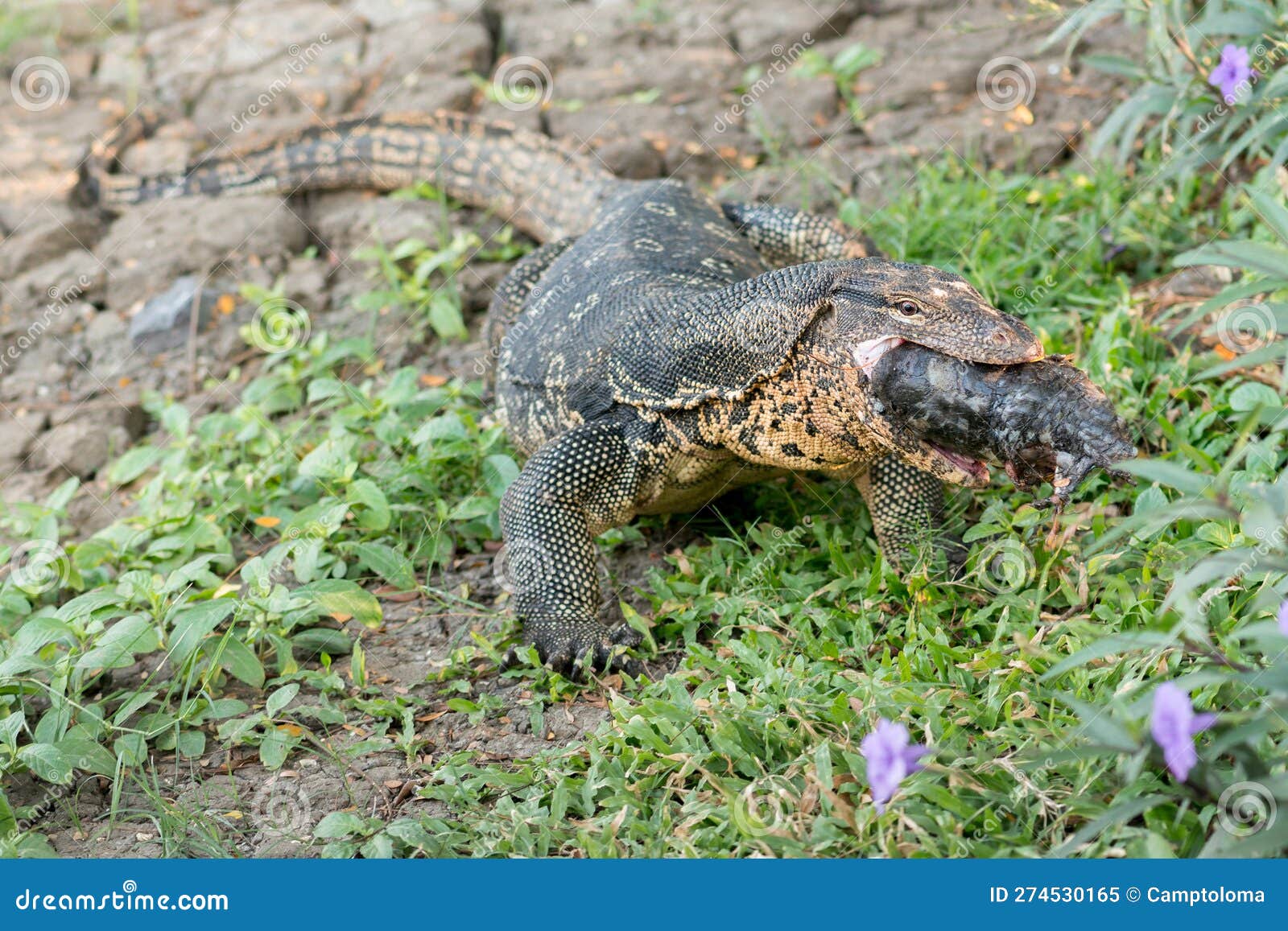 Giant Lizard Close Up Thailand Stock Image - Image of carnivore, dragon ...