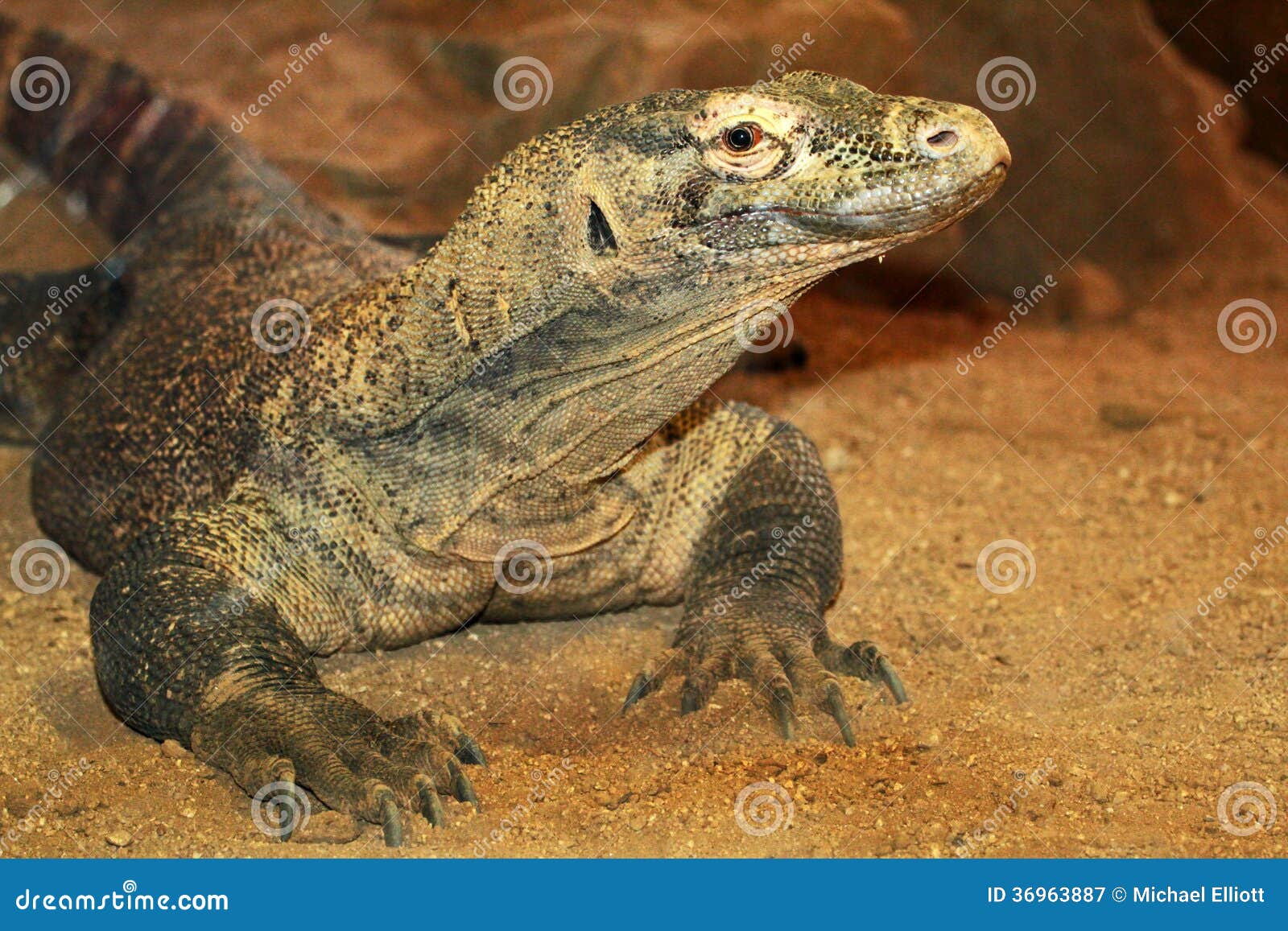 Giant Lizard stock image. Image of dragon, posing, forest - 36963887
