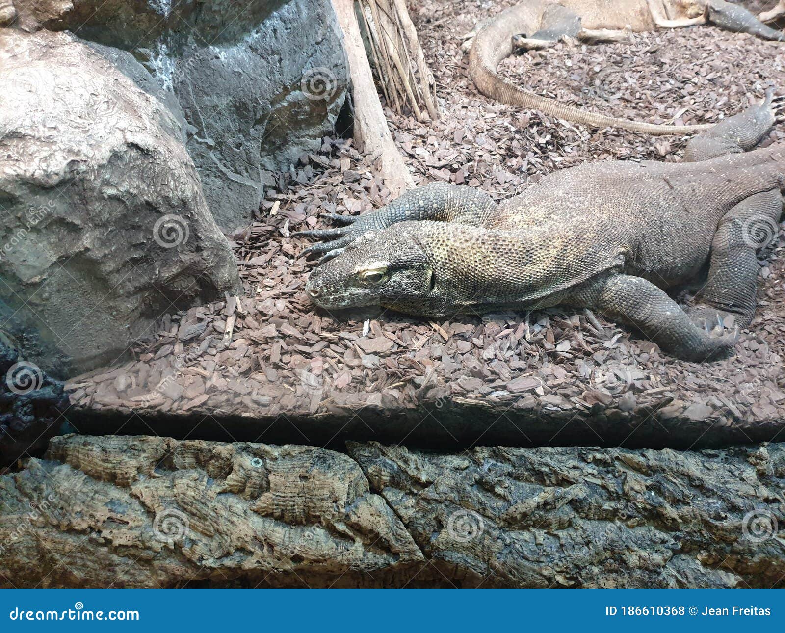 Giant Lizards view stock photo. Image of animal, wildlife - 186610368