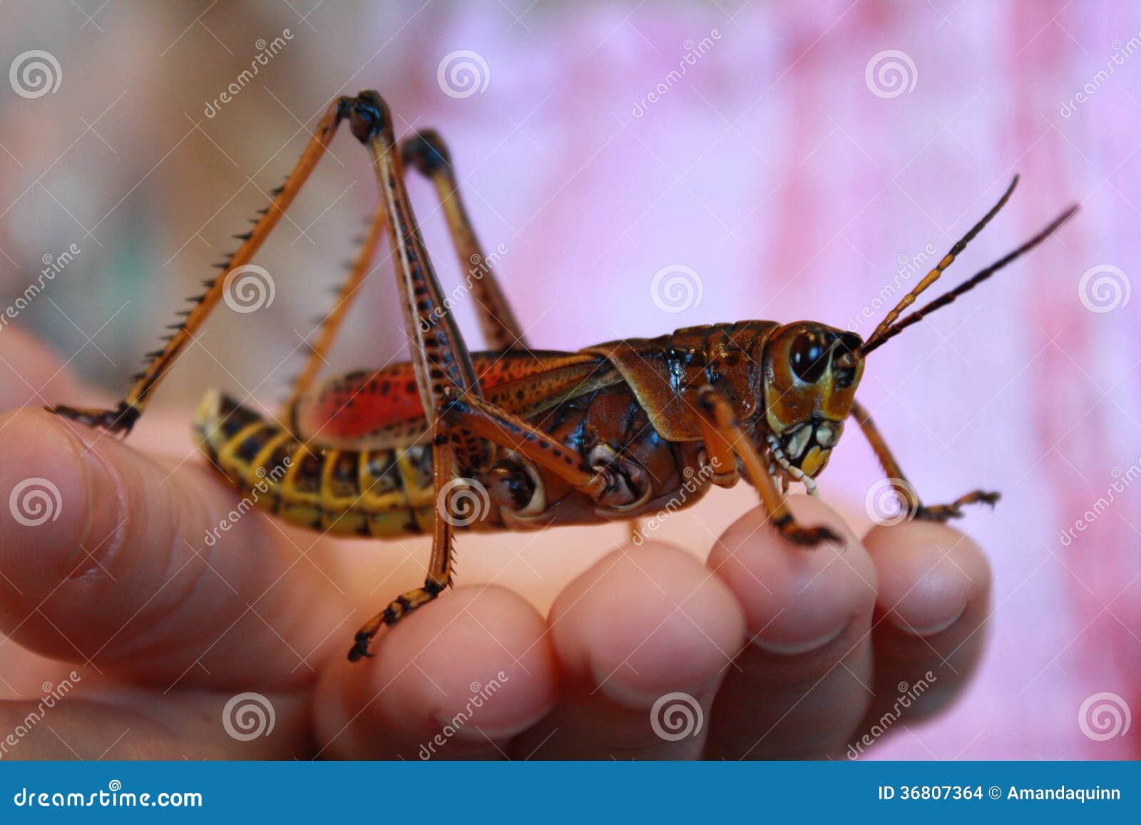 Giant Locust stock photo. Image of antennae, hand, brown - 36807364