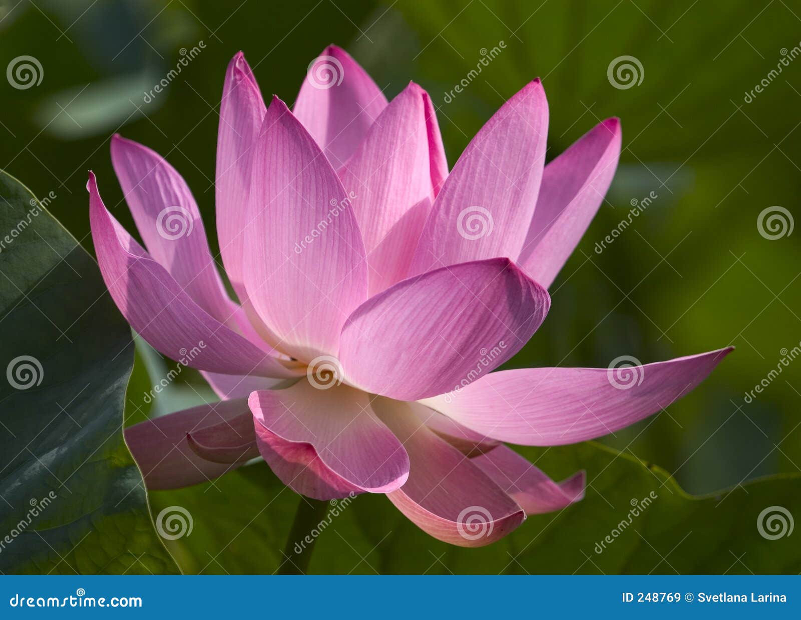 Giant lotus stock image. Image of exotic, lilypons, seasonal - 248769