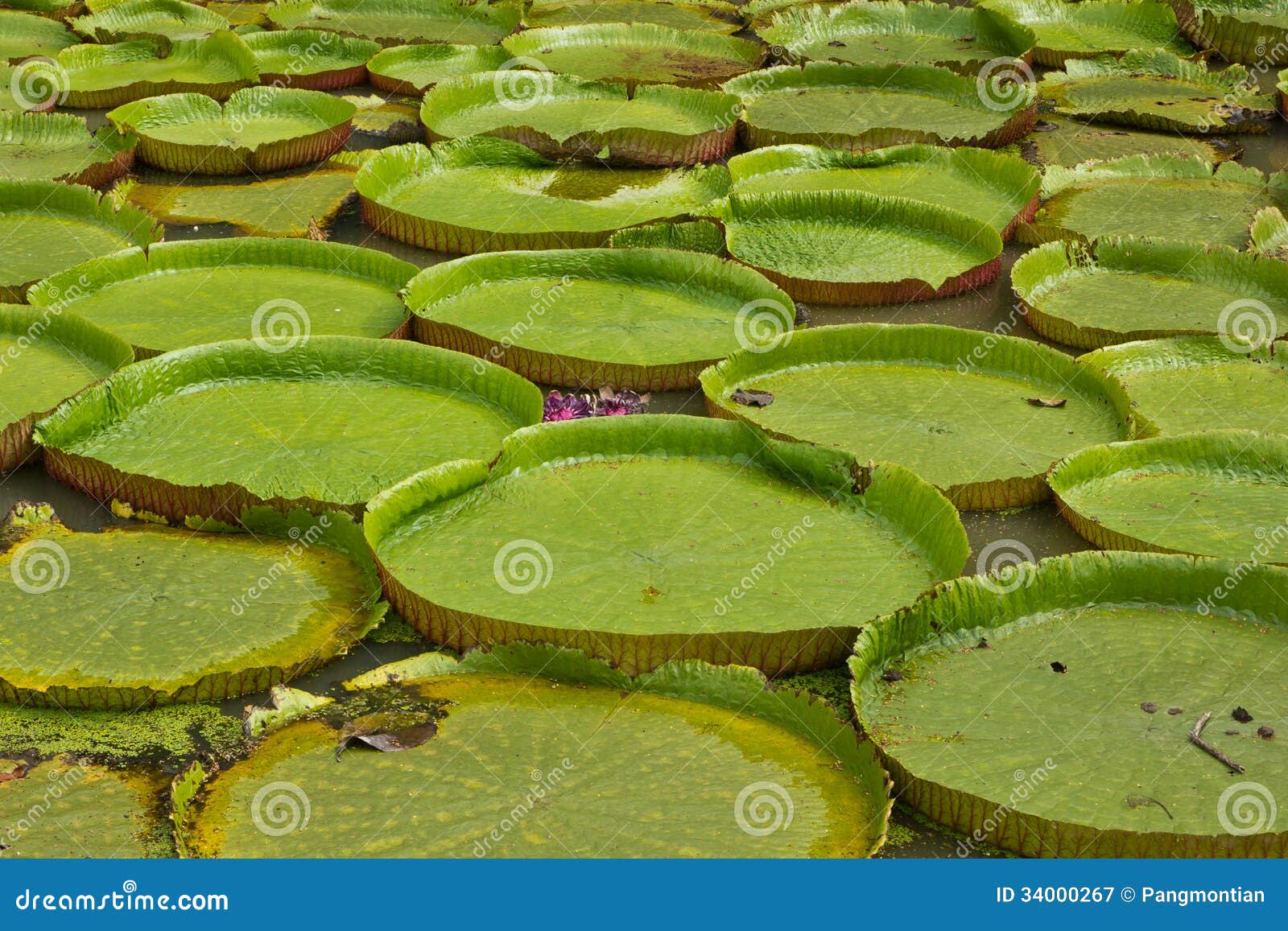 Giant lotus leaf stock image. Image of decor, pattern - 34000267