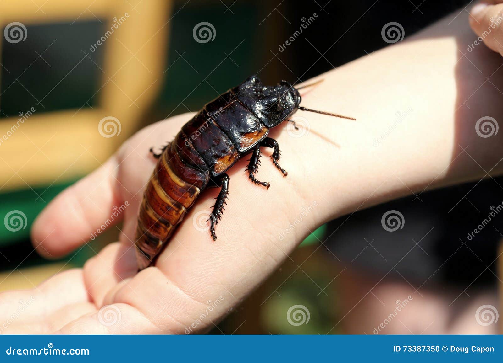 Madagascar Cockroach, Macro. Gromphadorhina Portentosa A Species Of ...