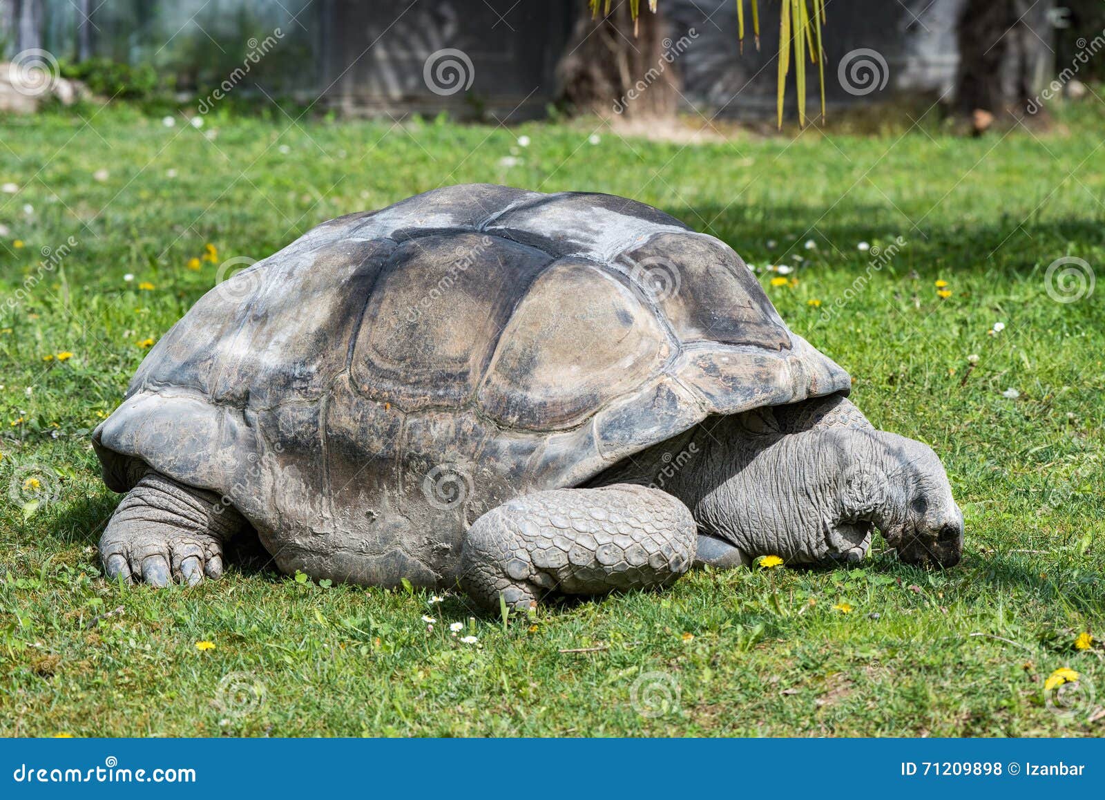 Giant Madagascar Turtle Close Up Stock Photo - Image of aldabra ...