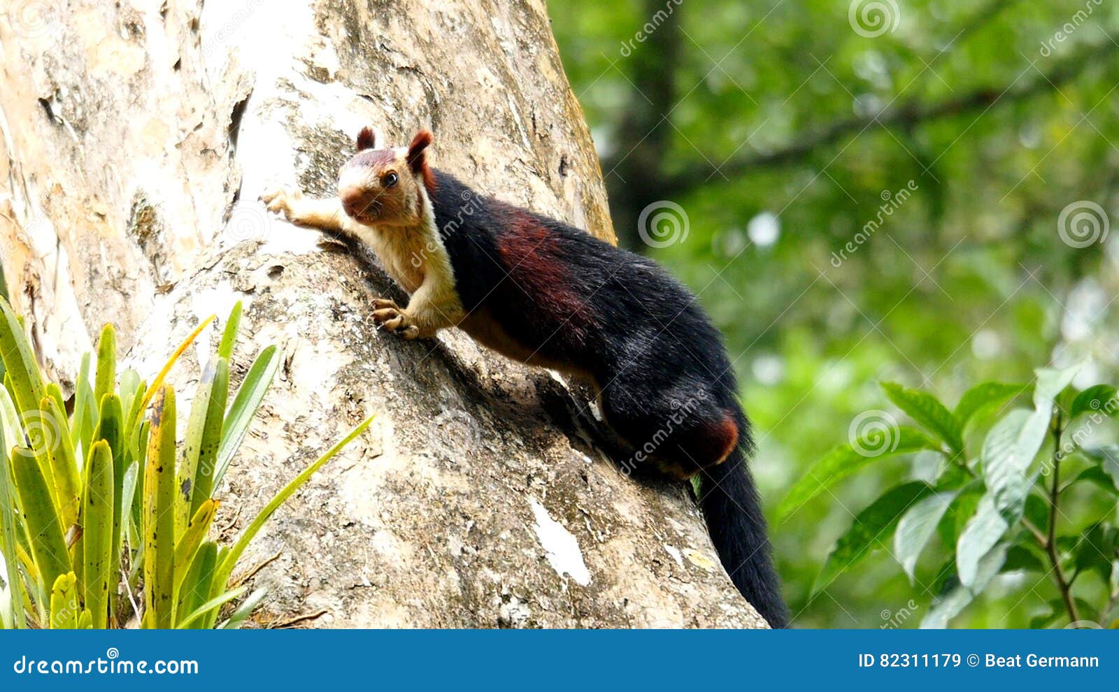 Giant Malabar Squirrel In A Tree Stock Photo | CartoonDealer.com #78117270