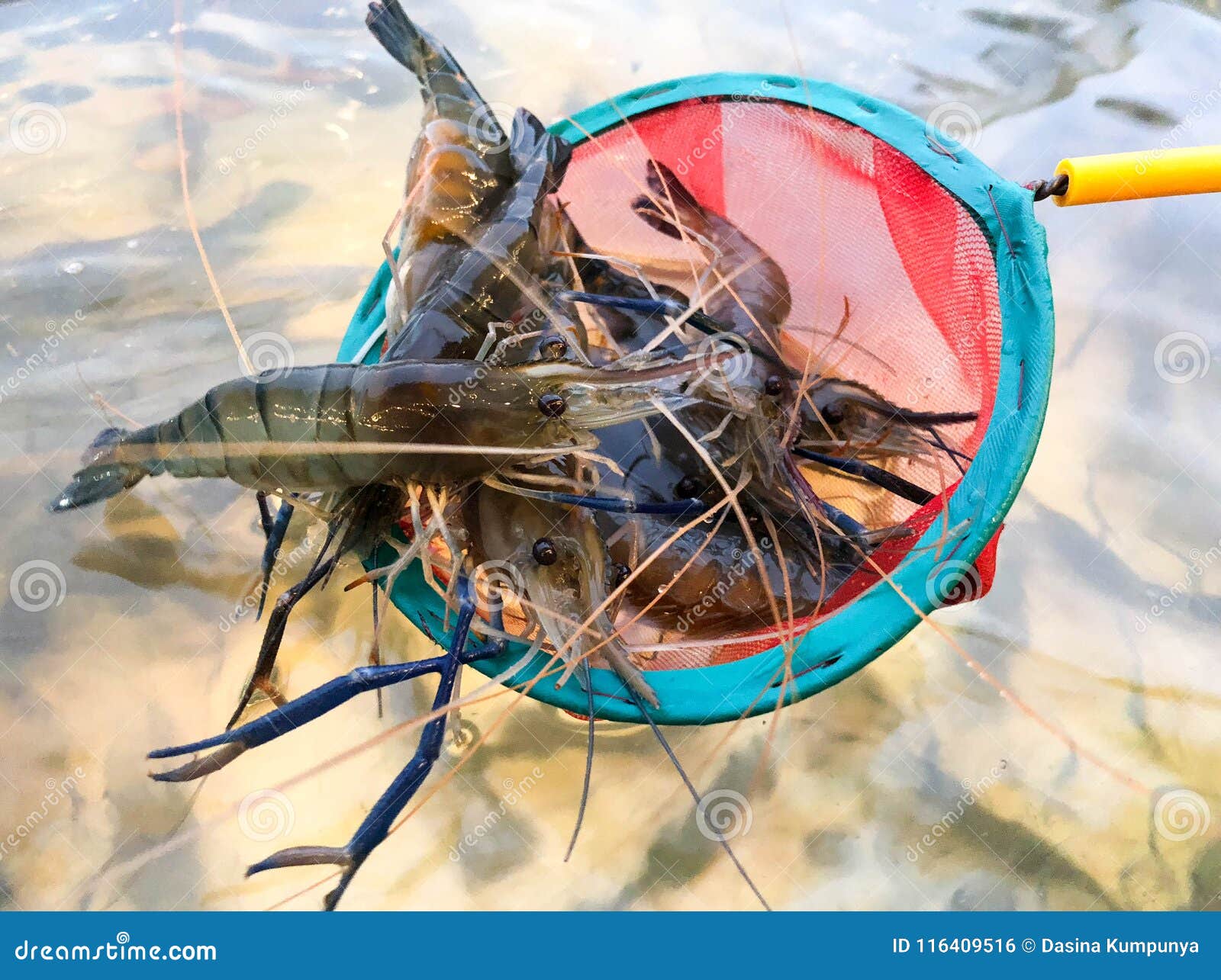 Giant Malaysian Shield Praying Mantis Rhombodera Basalis Resting On A ...