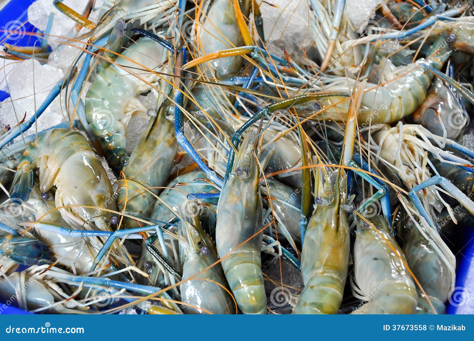 Giant malaysian prawn stock photo. Image of water, life - 37673558