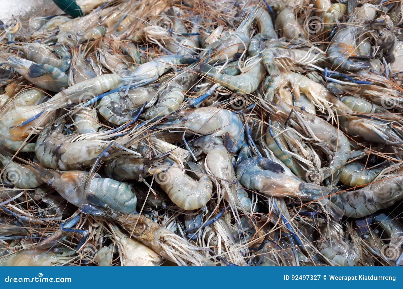 Giant Malaysian Shield Praying Mantis Stock Image | CartoonDealer.com ...
