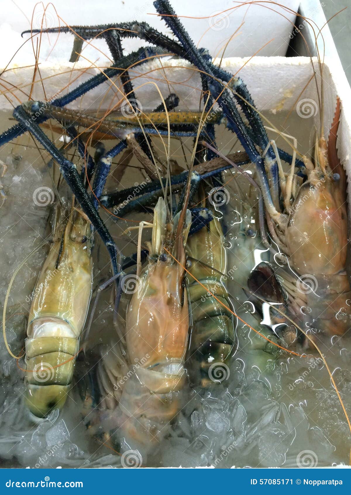 Giant malaysian prawn stock image. Image of food, prawn - 57085171