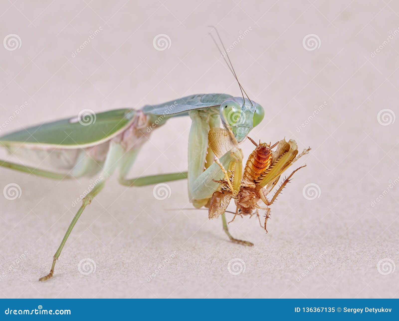 Giant Malaysian Shield Praying Mantis Rhombodera Basalis Resting on a ...