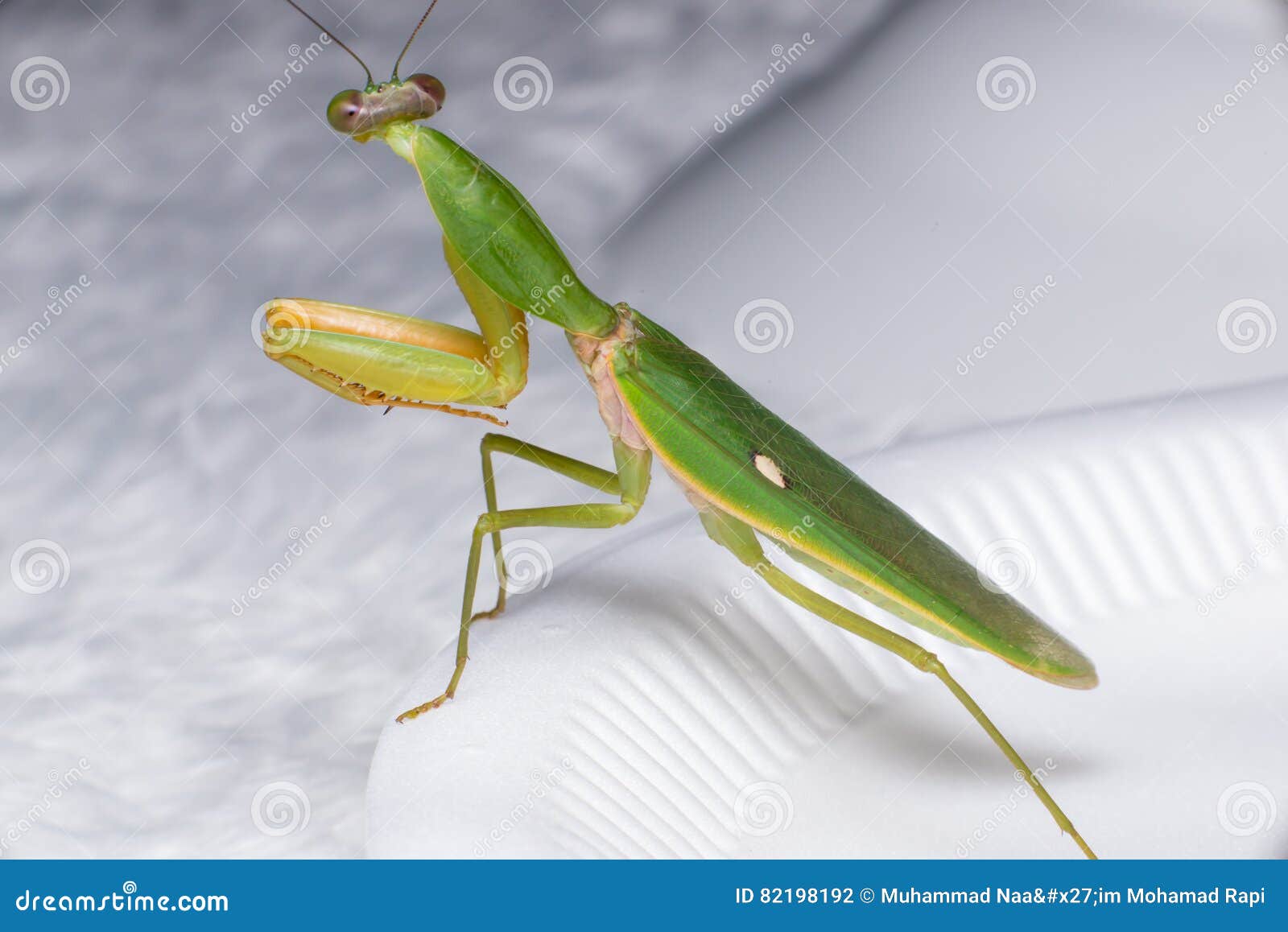 Giant Malaysian Shield Mantis