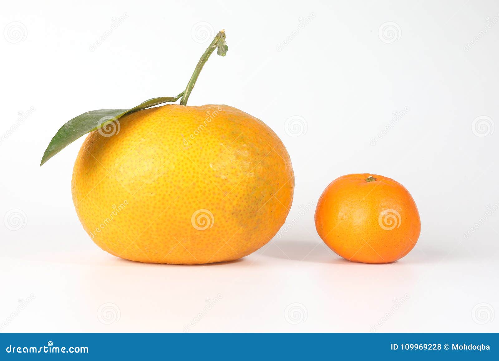 Giant Mandarin Orange stock photo. Image of fresh, green - 109969228
