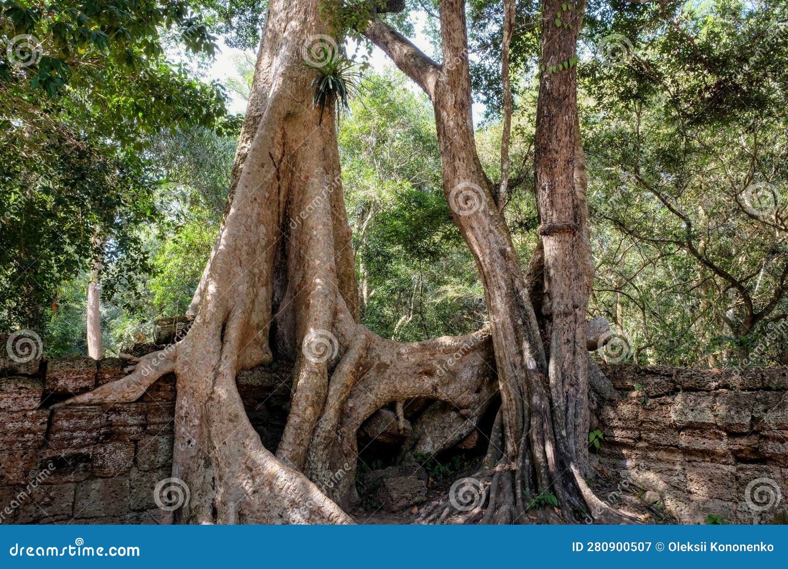 Giant Mangled Roots of a Banyan Tree, or Walking Ficus, in a Southeast ...