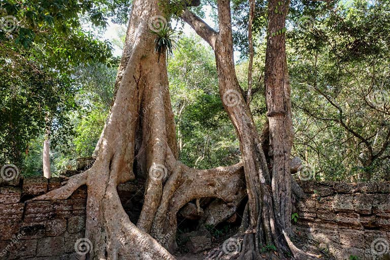 Giant Mangled Roots of a Banyan Tree, or Walking Ficus, in a Southeast ...