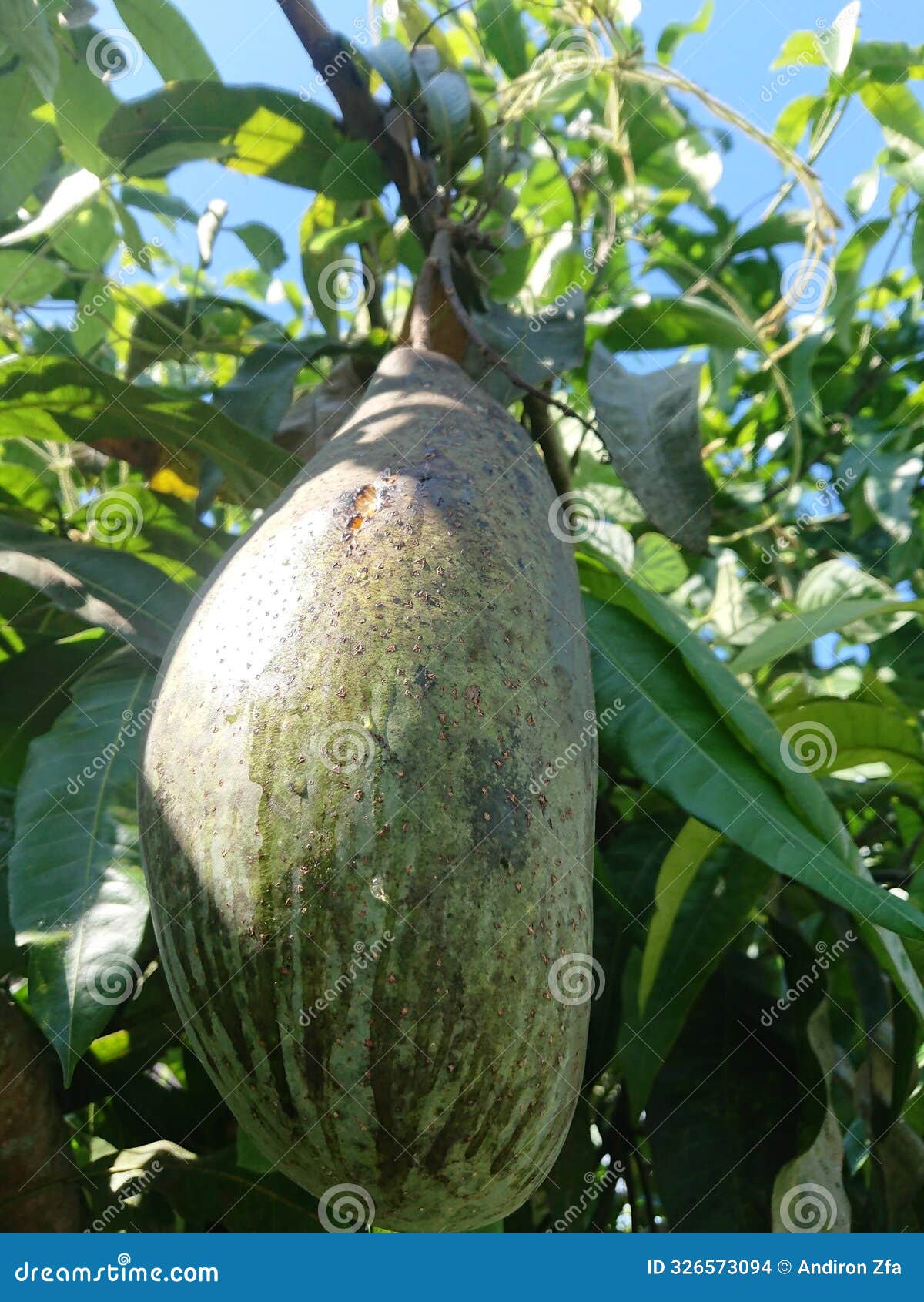 Giant mango fruit stock photo. Image of favorite, world - 326573094