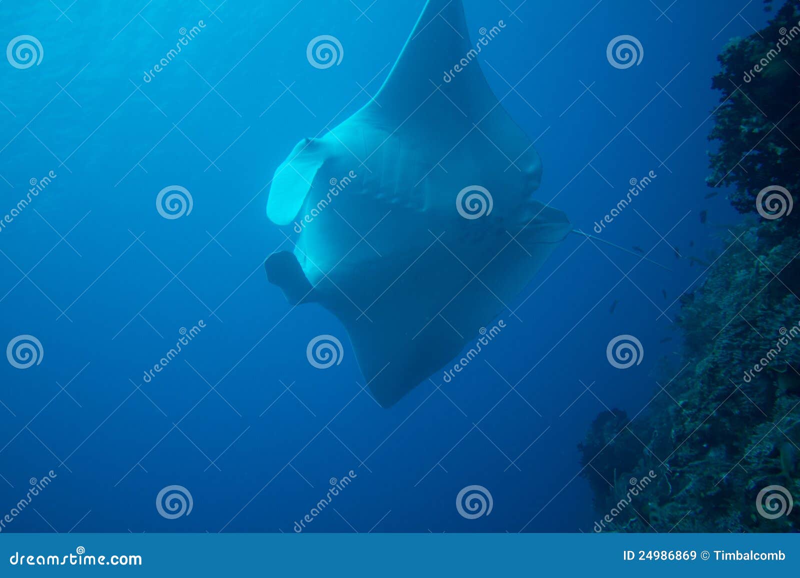Giant manta ray stock image. Image of tropical, reef - 24986869