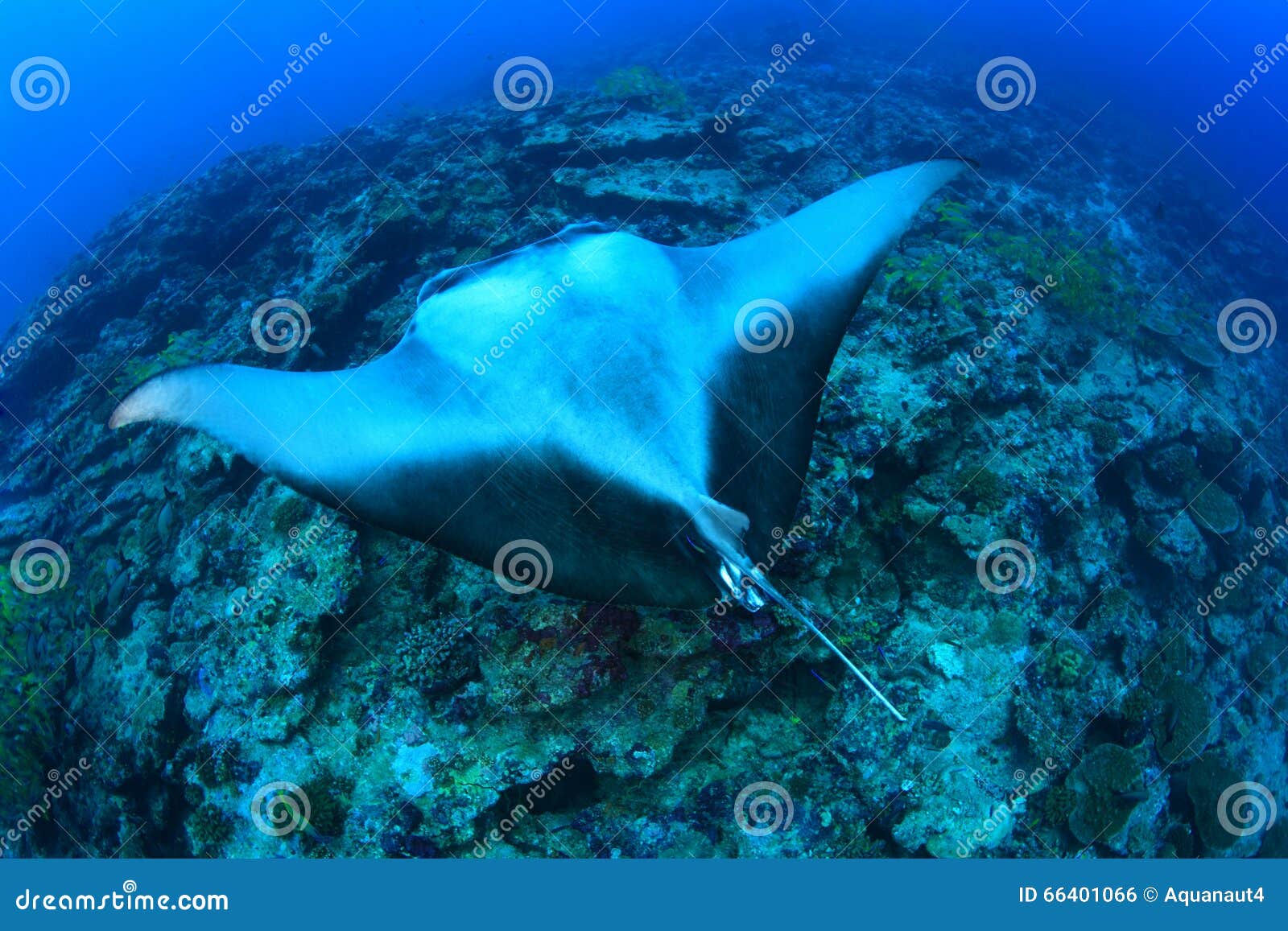 Giant manta ray stock photo. Image of maldivian, birostris - 66401066