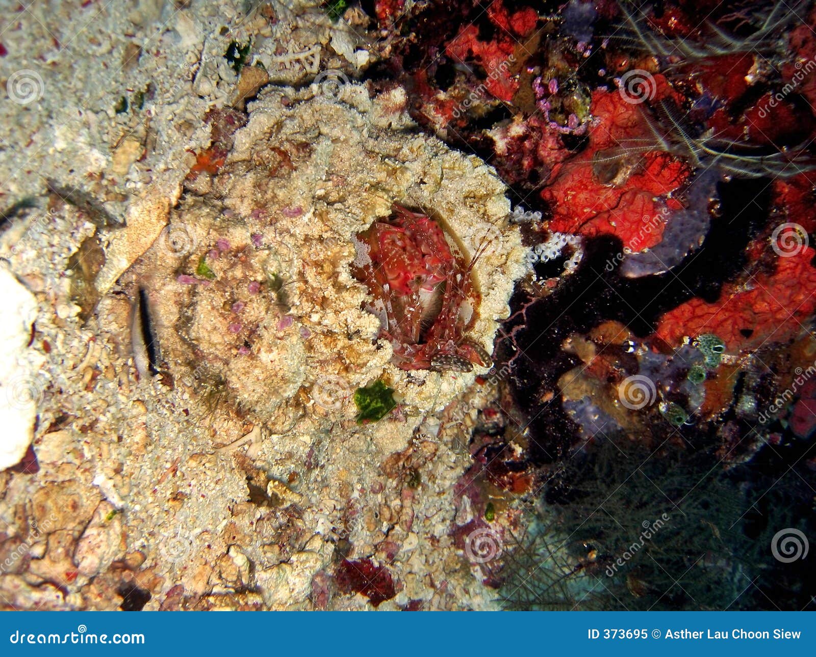 Giant Mantis Shrimp stock image. Image of bottom, marine - 373695