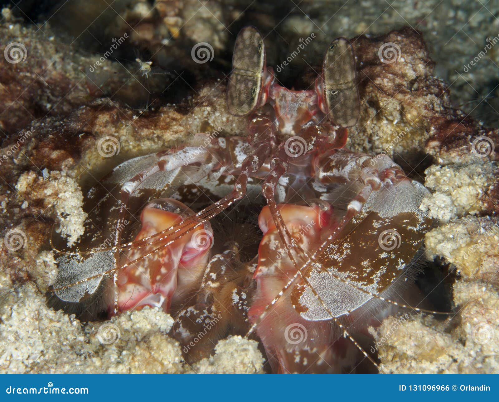 Giant mantis shrimp stock photo. Image of scuba, world - 131096966