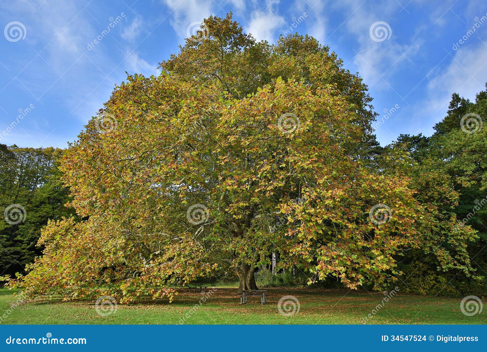 Giant Maple Tree in Autumn stock photo. Image of landscape - 34547524