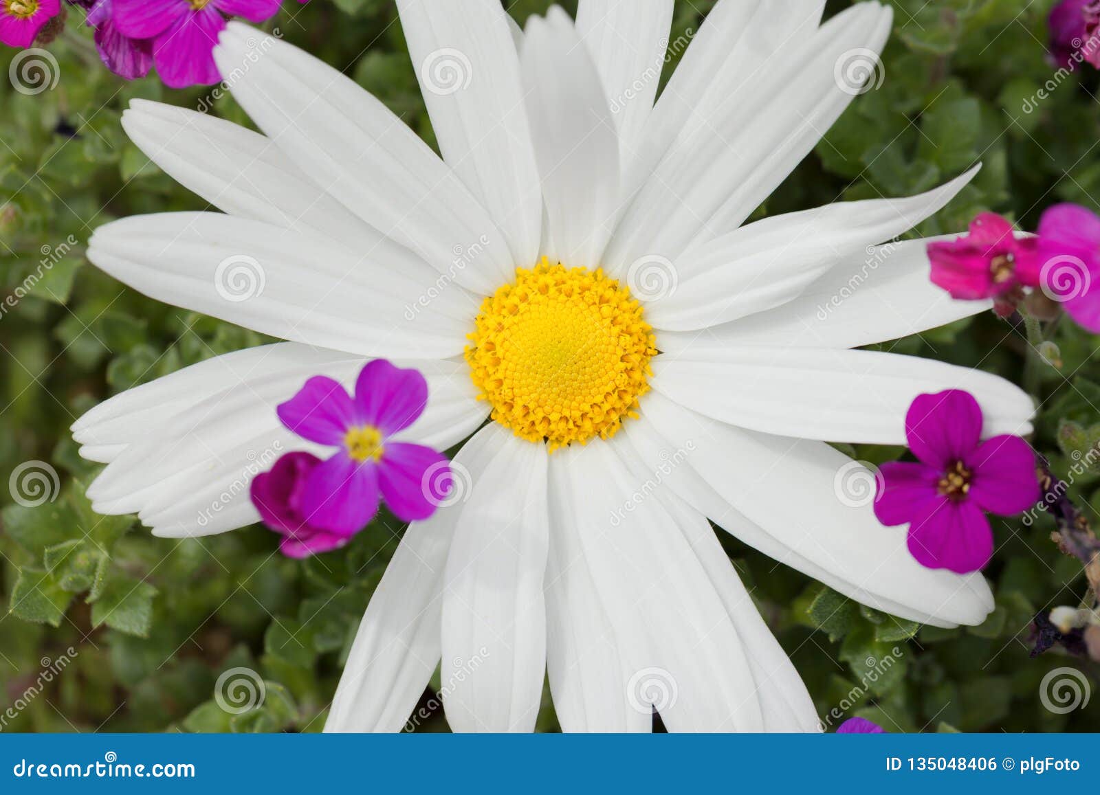 A Giant Marguerite Flower in the Garden Stock Photo - Image of copy ...
