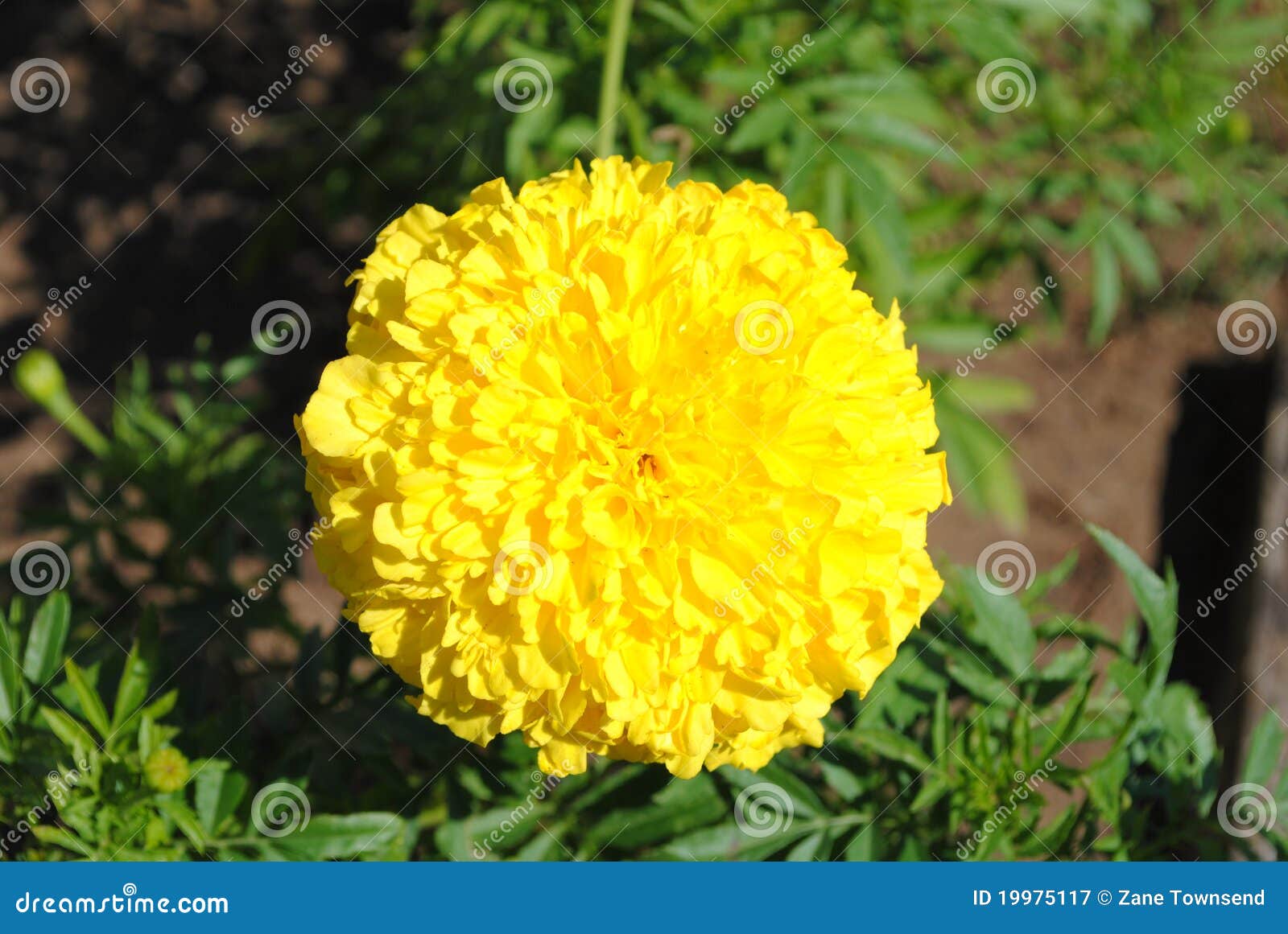 Giant Marigold stock image. Image of plants, flora, nature - 19975117