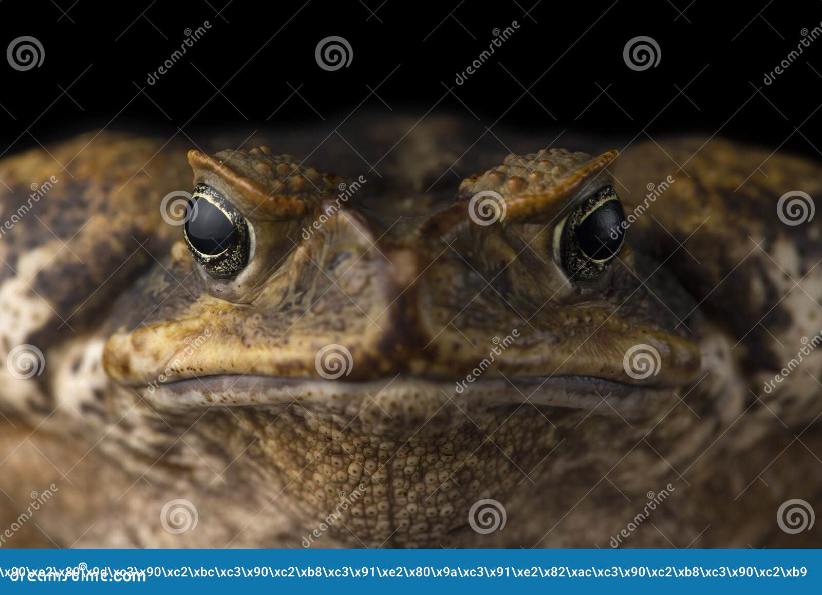 Giant Marine Cane Toad Isolated on White Background Stock Image - Image ...