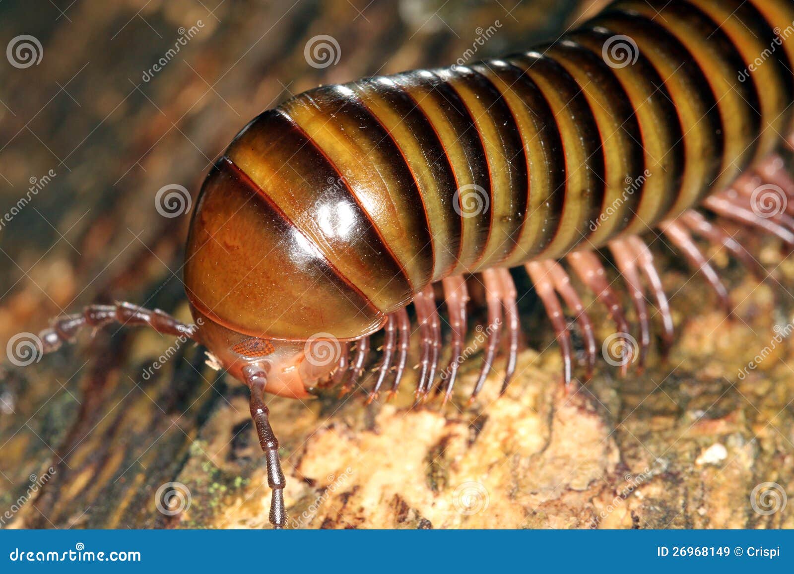 Giant Millipede stock image. Image of diplopoda, giantcentipede - 26968149