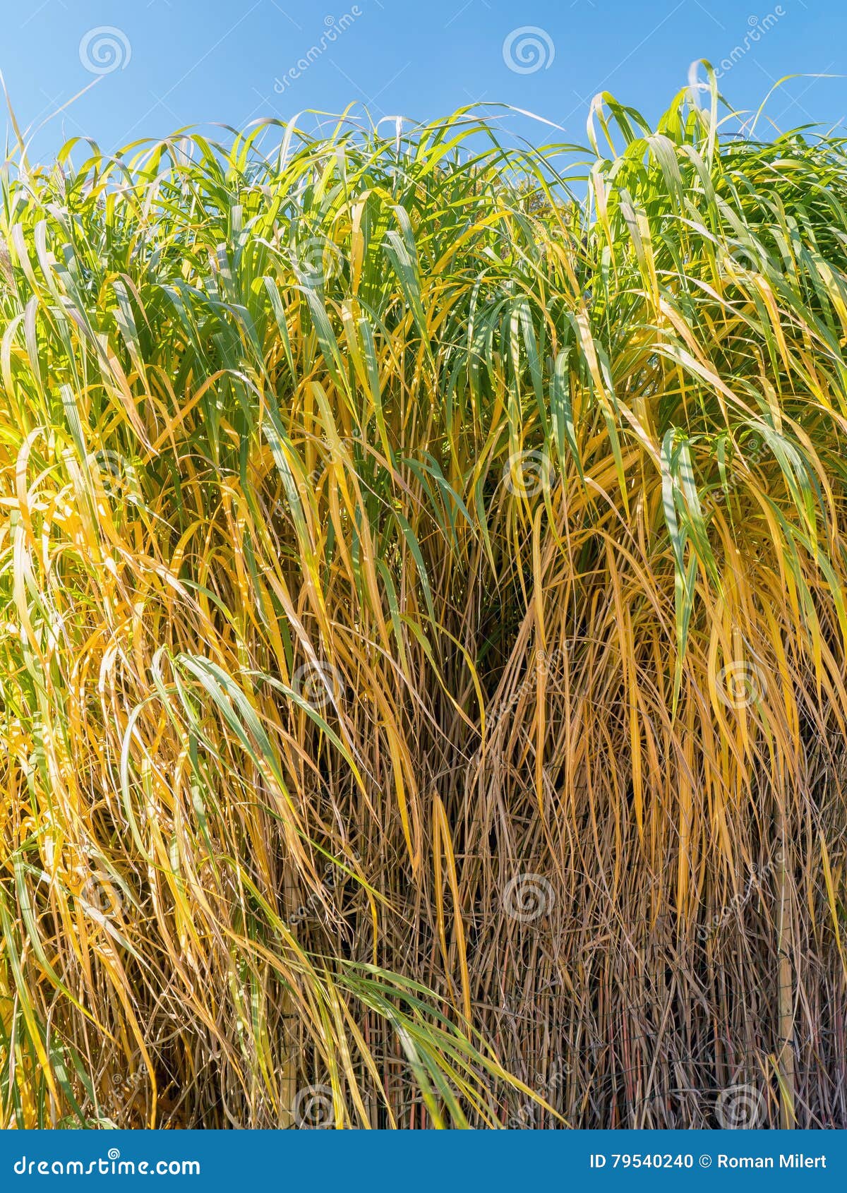 Giant Miscanthus grass stock photo. Image of nature, field - 79540240