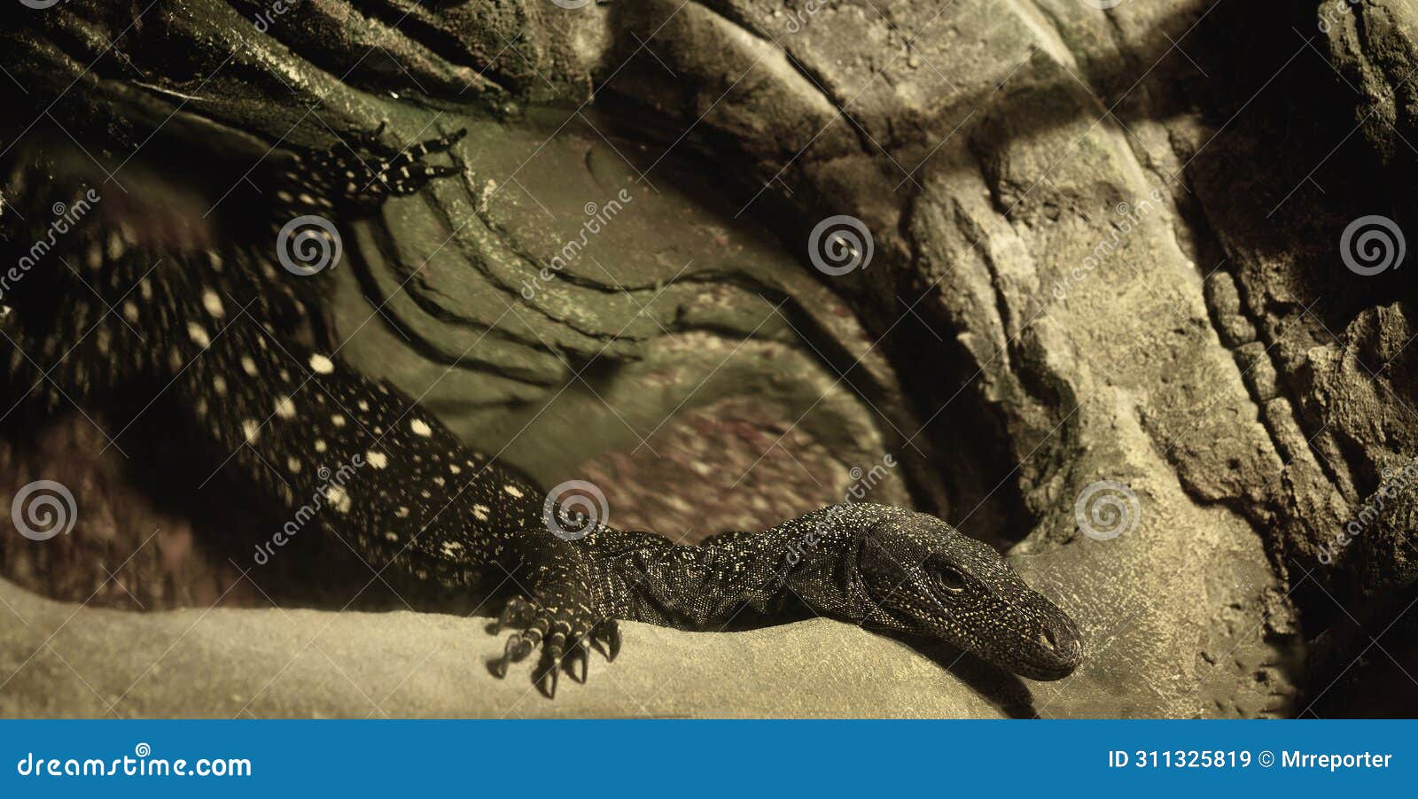 Giant Monitor Lizard, at Zoo Stock Image - Image of wildlife, long ...