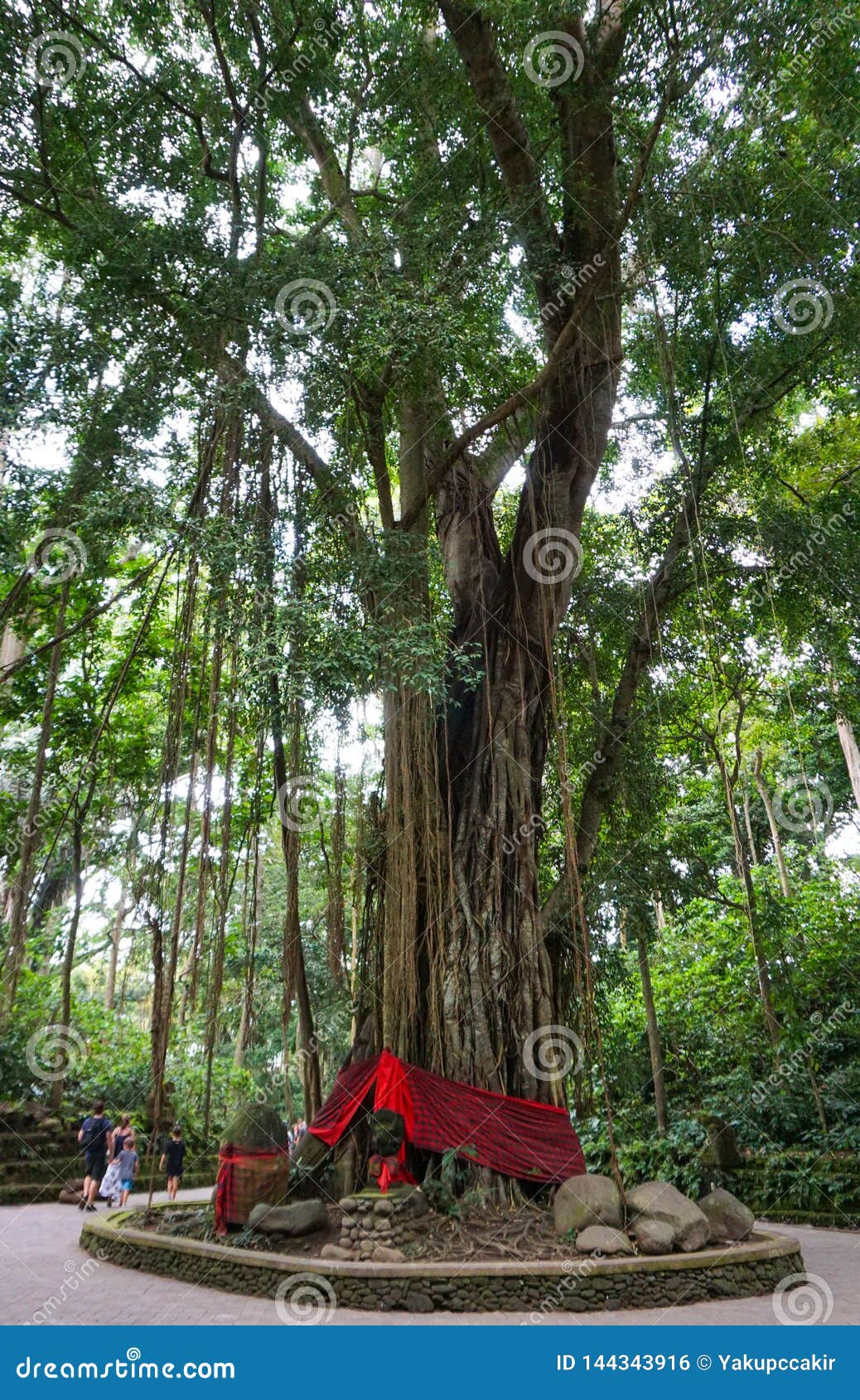 Giant Monkey Pod Tree or Gigantic Century-old Rain Tree with the Big ...