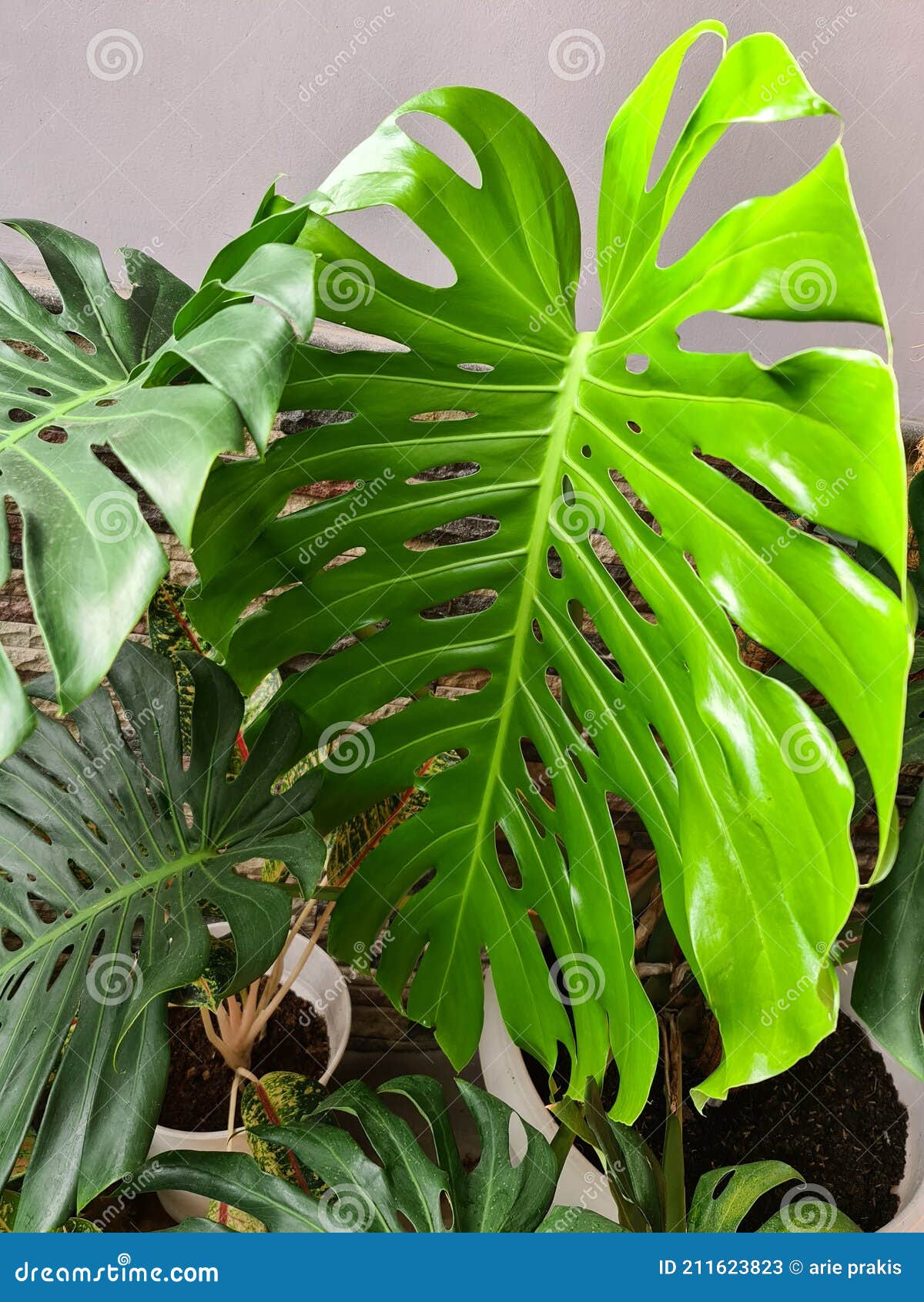 Giant monstera stock image. Image of plant, gardening - 211623823