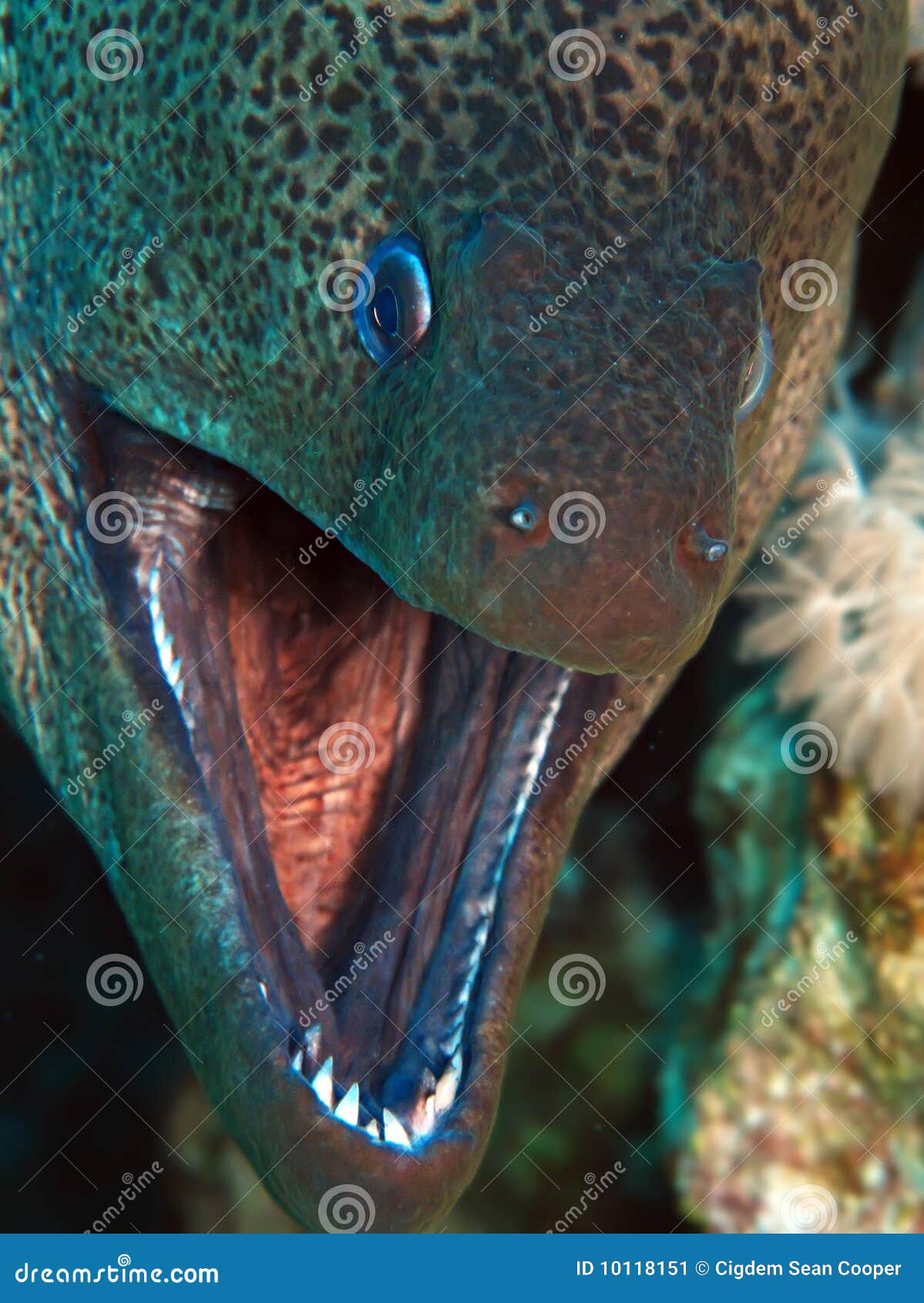 Giant moray stock image. Image of underwater, deep, blue - 10118151